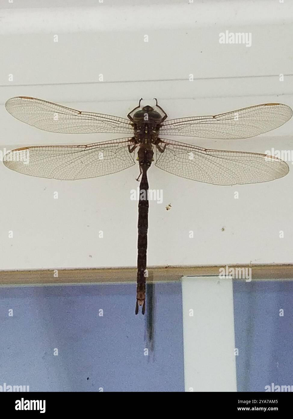 Spotted Darners (Boyeria) Insecta Stock Photo - Alamy