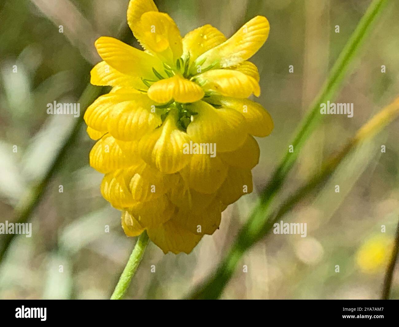 large hop clover (Trifolium aureum) Plantae Stock Photo - Alamy
