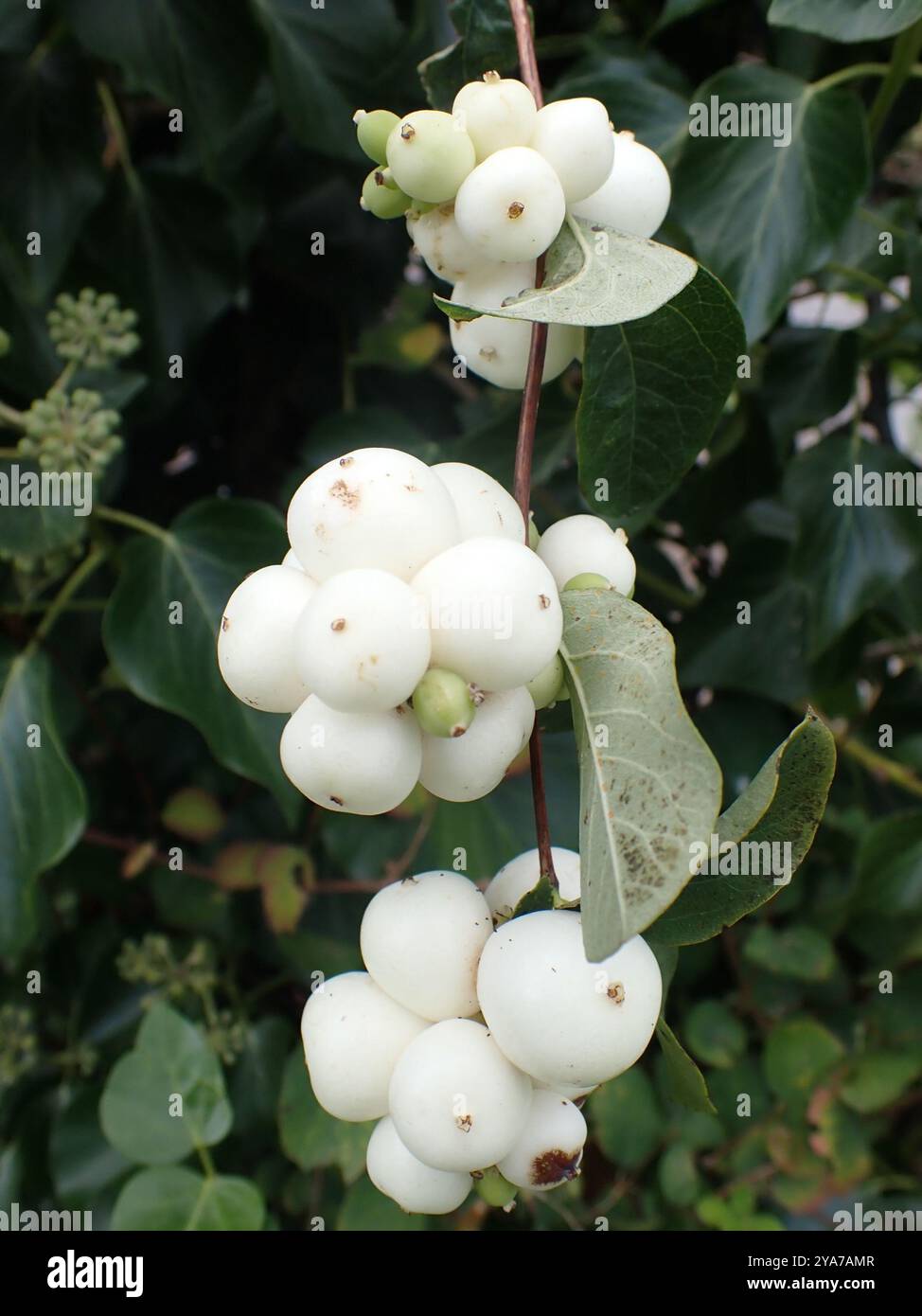 Common Snowberry (Symphoricarpos albus) Plantae Stock Photo - Alamy