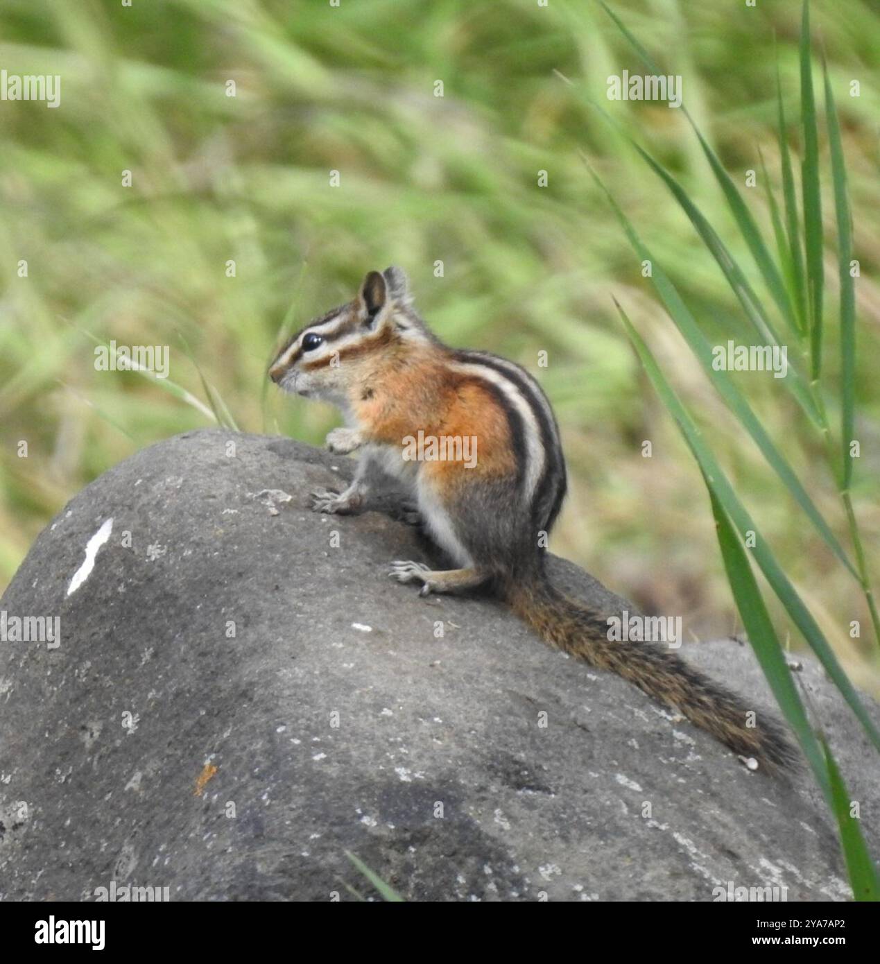 Yellow-pine Chipmunk (Neotamias amoenus) Mammalia Stock Photo - Alamy