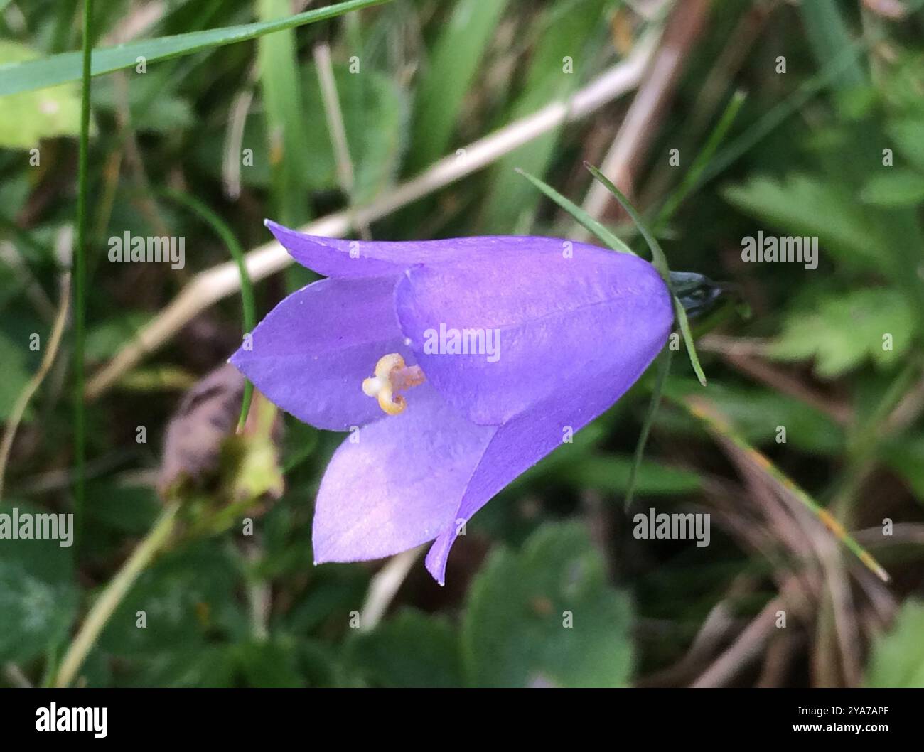 Common Harebell (Campanula rotundifolia) Plantae Stock Photo - Alamy