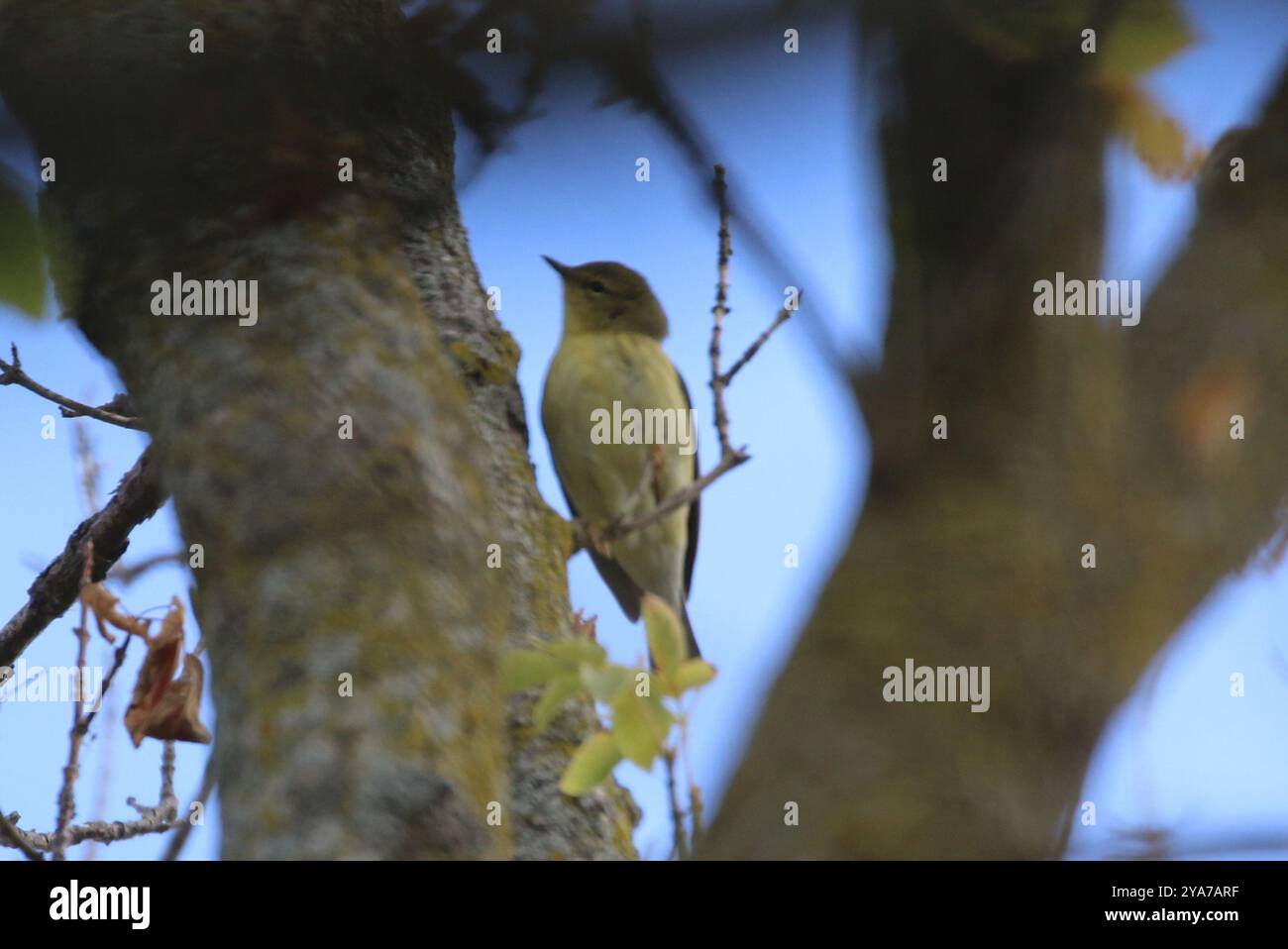 Tennessee Warbler (Leiothlypis peregrina) Aves Stock Photo - Alamy