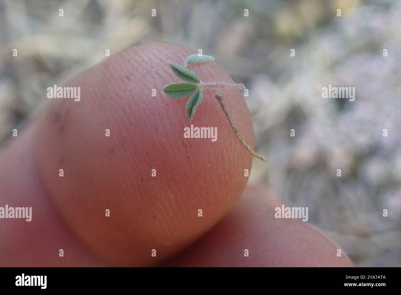(Lotononis pungens) Plantae Stock Photo - Alamy