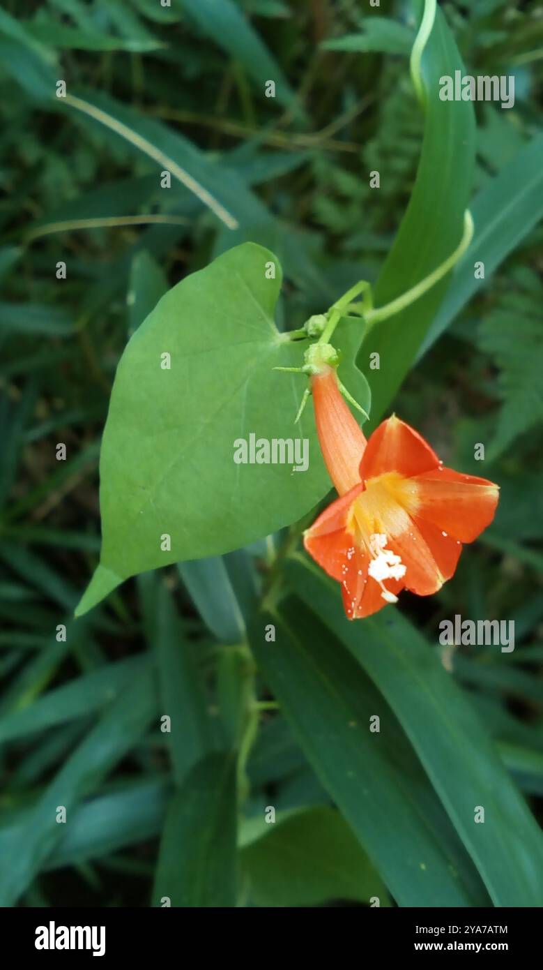 red morning glory (Ipomoea coccinea) Plantae Stock Photo - Alamy