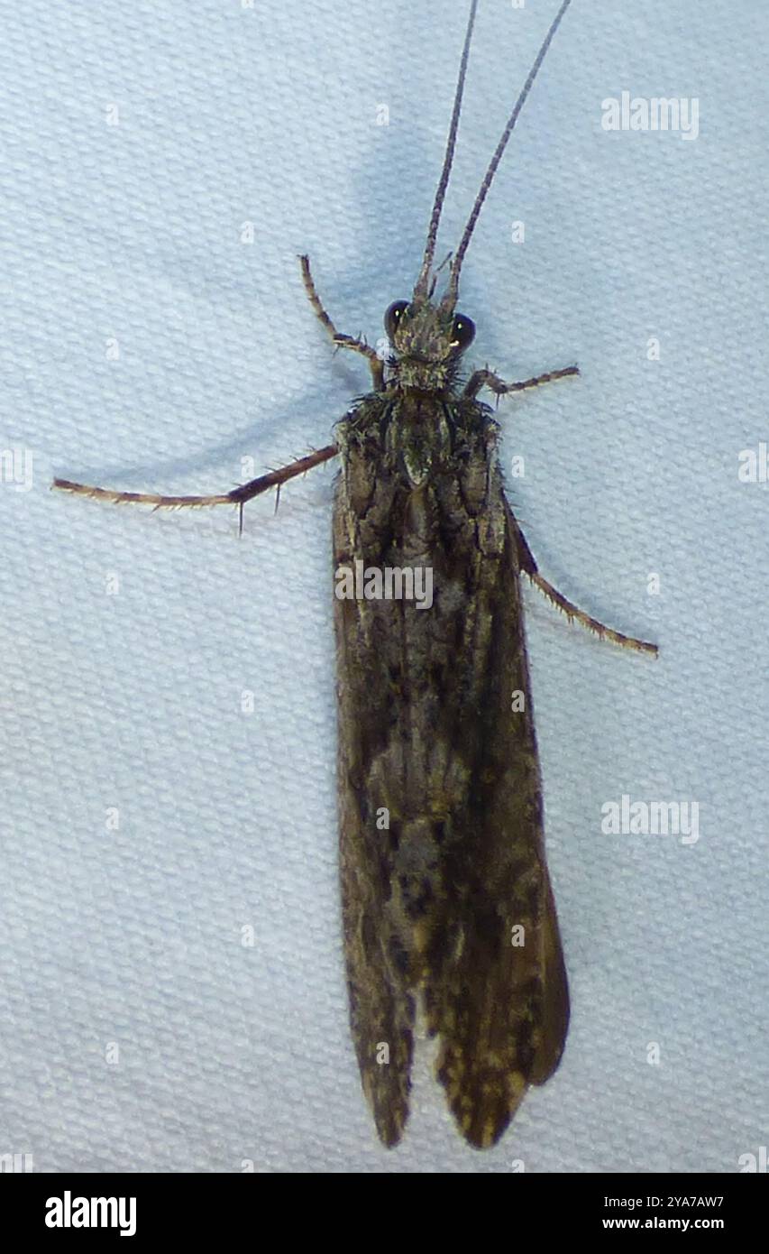 Giant Casemaker Caddisflies (Phryganeidae) Insecta Stock Photo - Alamy