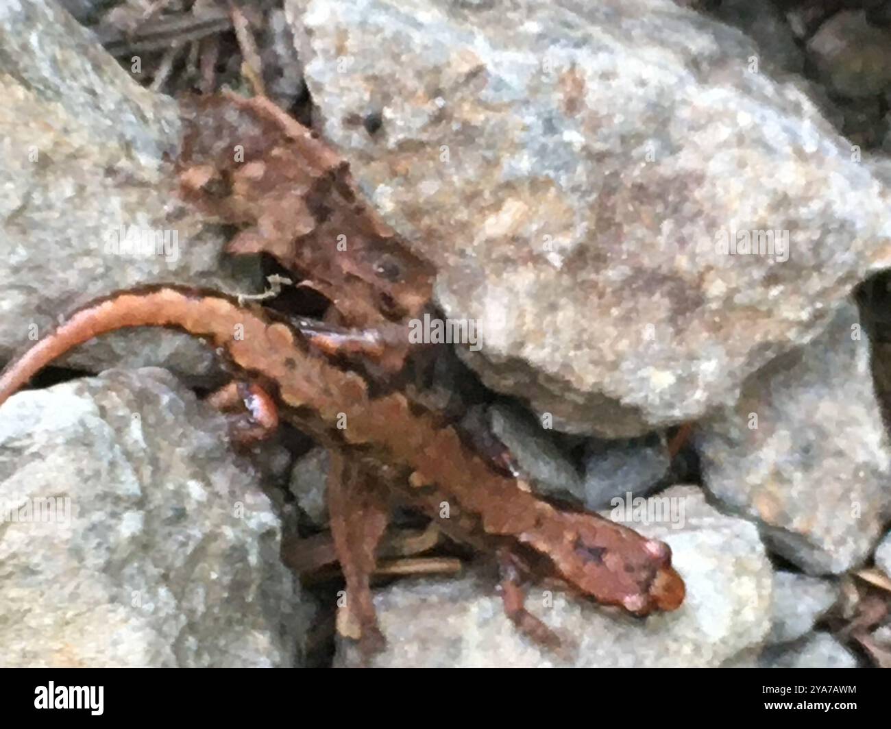Pygmy Salamander (Desmognathus wrighti) Amphibia Stock Photo - Alamy