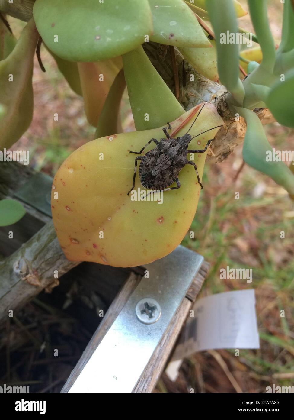 Rough Stink Bugs (Brochymena) Insecta Stock Photo - Alamy