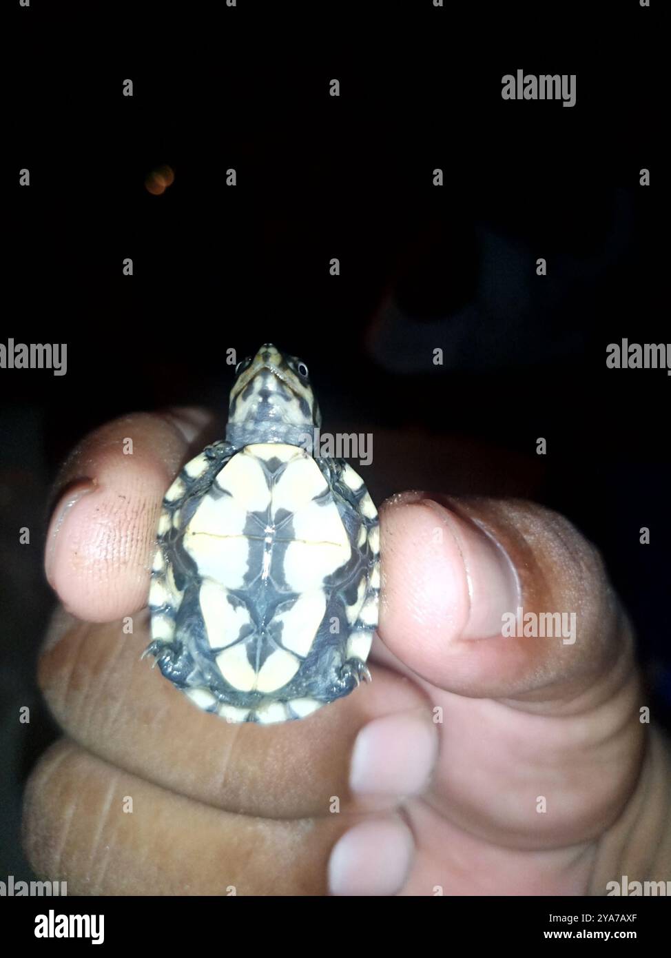 Mexican Mud Turtle (Kinosternon integrum) Reptilia Stock Photo - Alamy