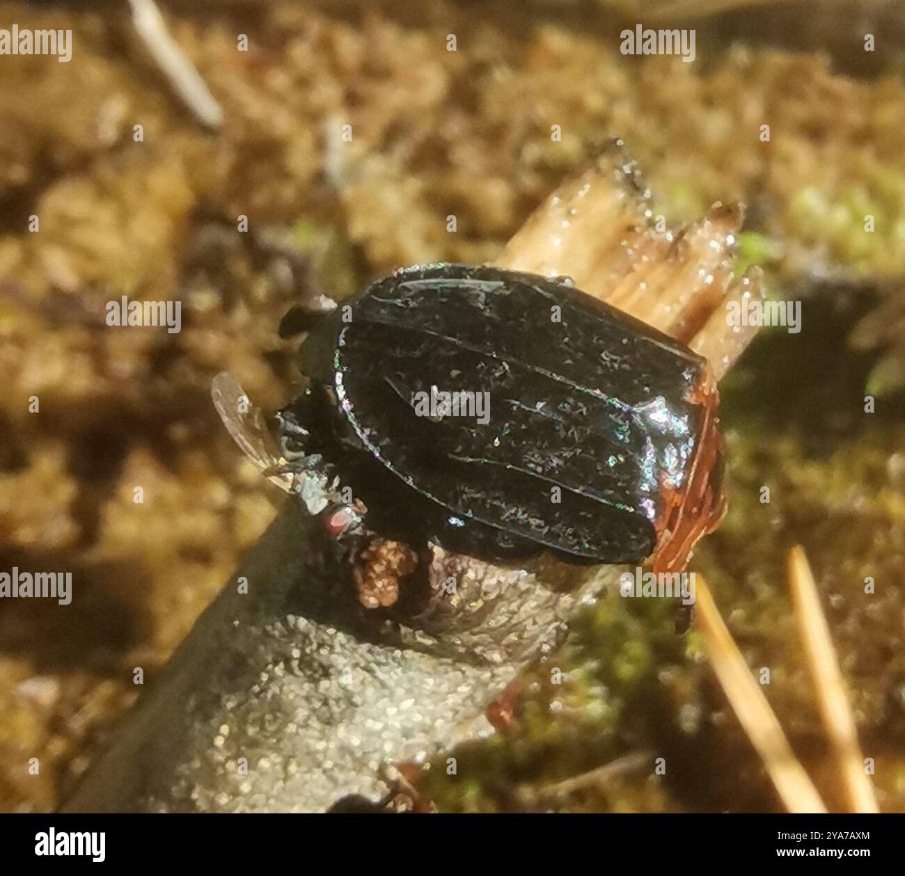 Red-breasted Carrion Beetle (Oiceoptoma thoracicum) Insecta Stock Photo ...