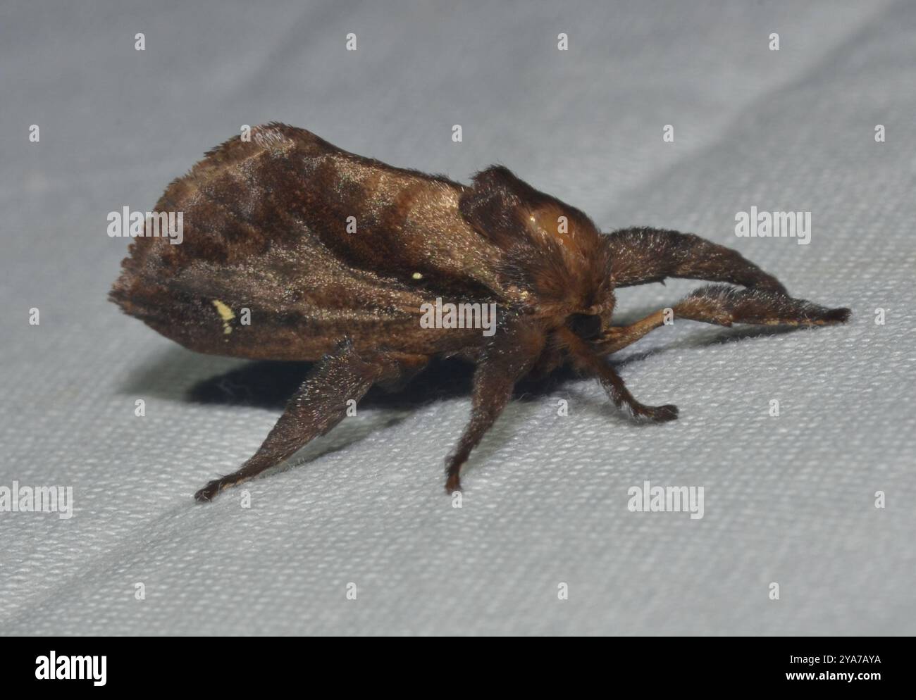 Saddleback Caterpillar Moth (Acharia stimulea) Insecta Stock Photo - Alamy