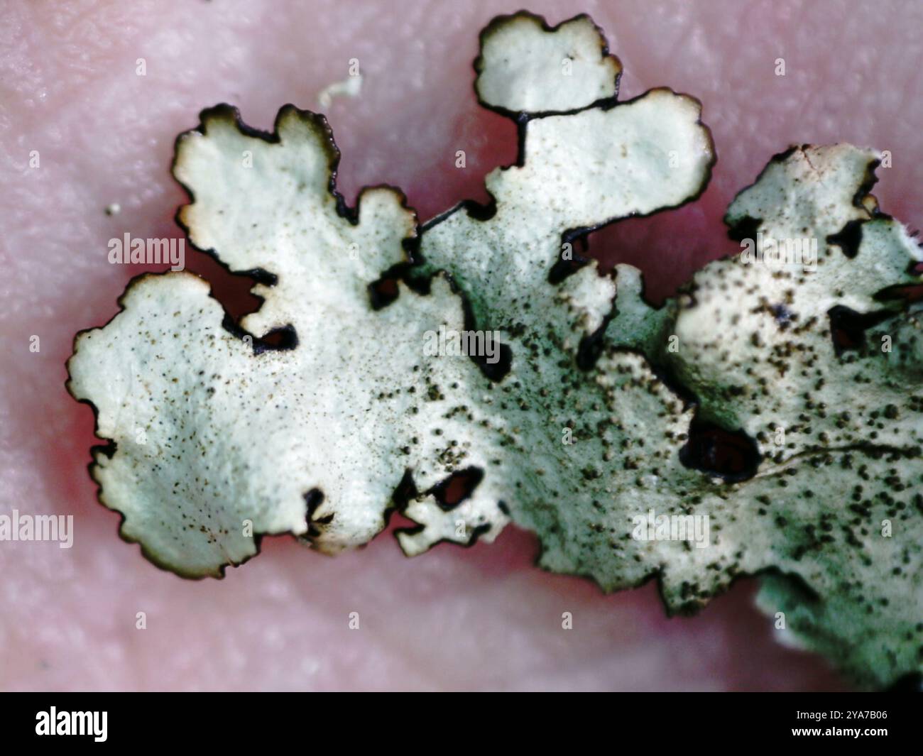 Peppered Rock-shield (Xanthoparmelia conspersa) Fungi Stock Photo - Alamy