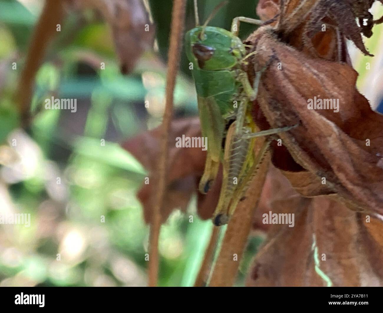 Meadow Grasshopper (Pseudochorthippus parallelus) Insecta Stock Photo ...