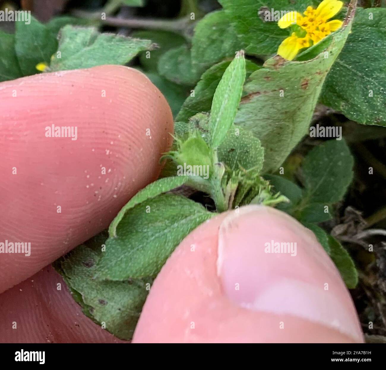 straggler daisy (Calyptocarpus vialis) Plantae Stock Photo - Alamy