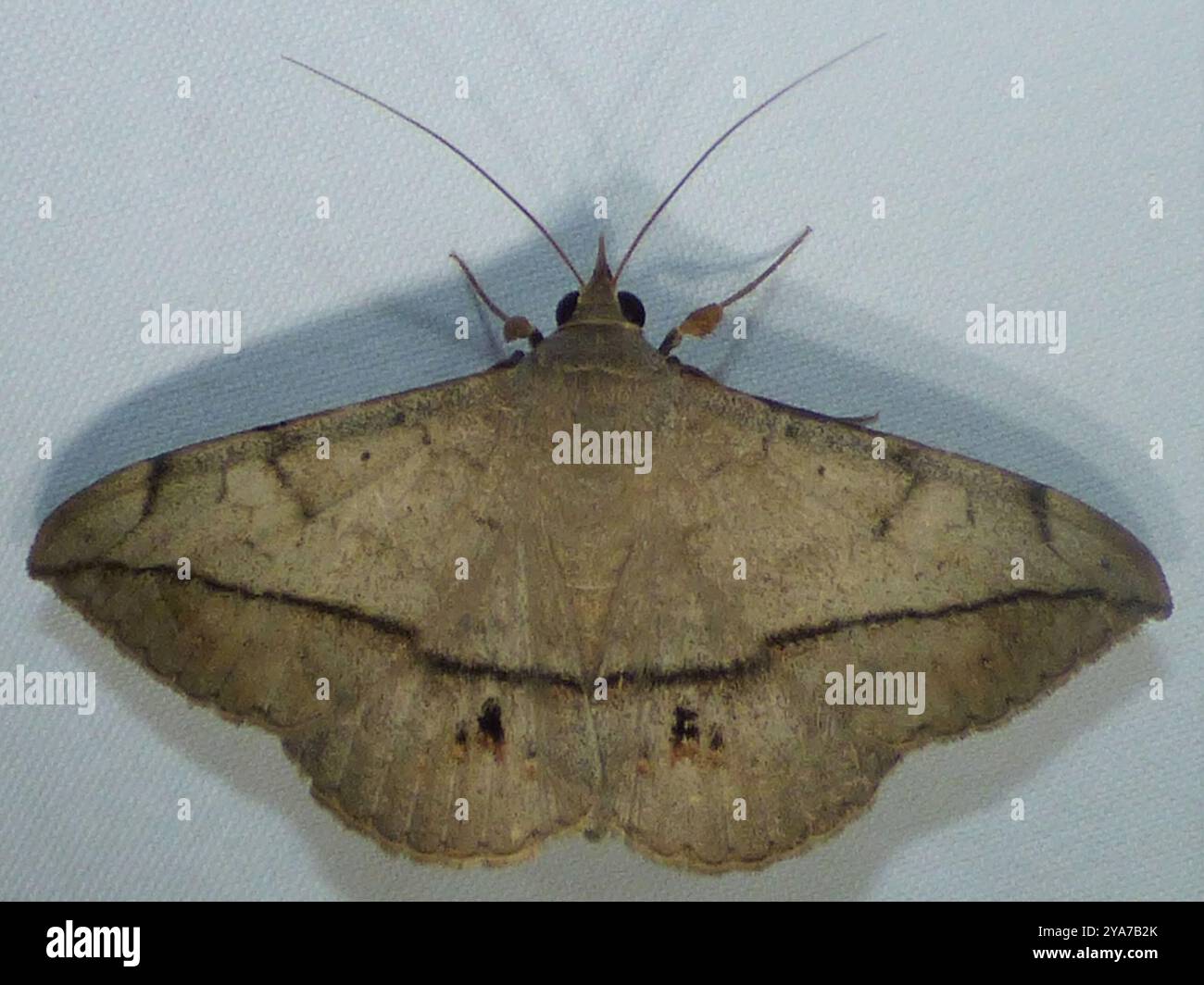 Velvetbean Caterpillar Moth (Anticarsia gemmatalis) Insecta Stock Photo ...