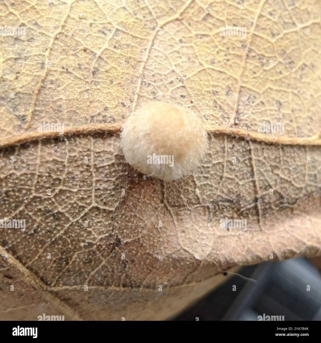 Oak Gall Wasps (Cynipini) Insecta Stock Photo - Alamy