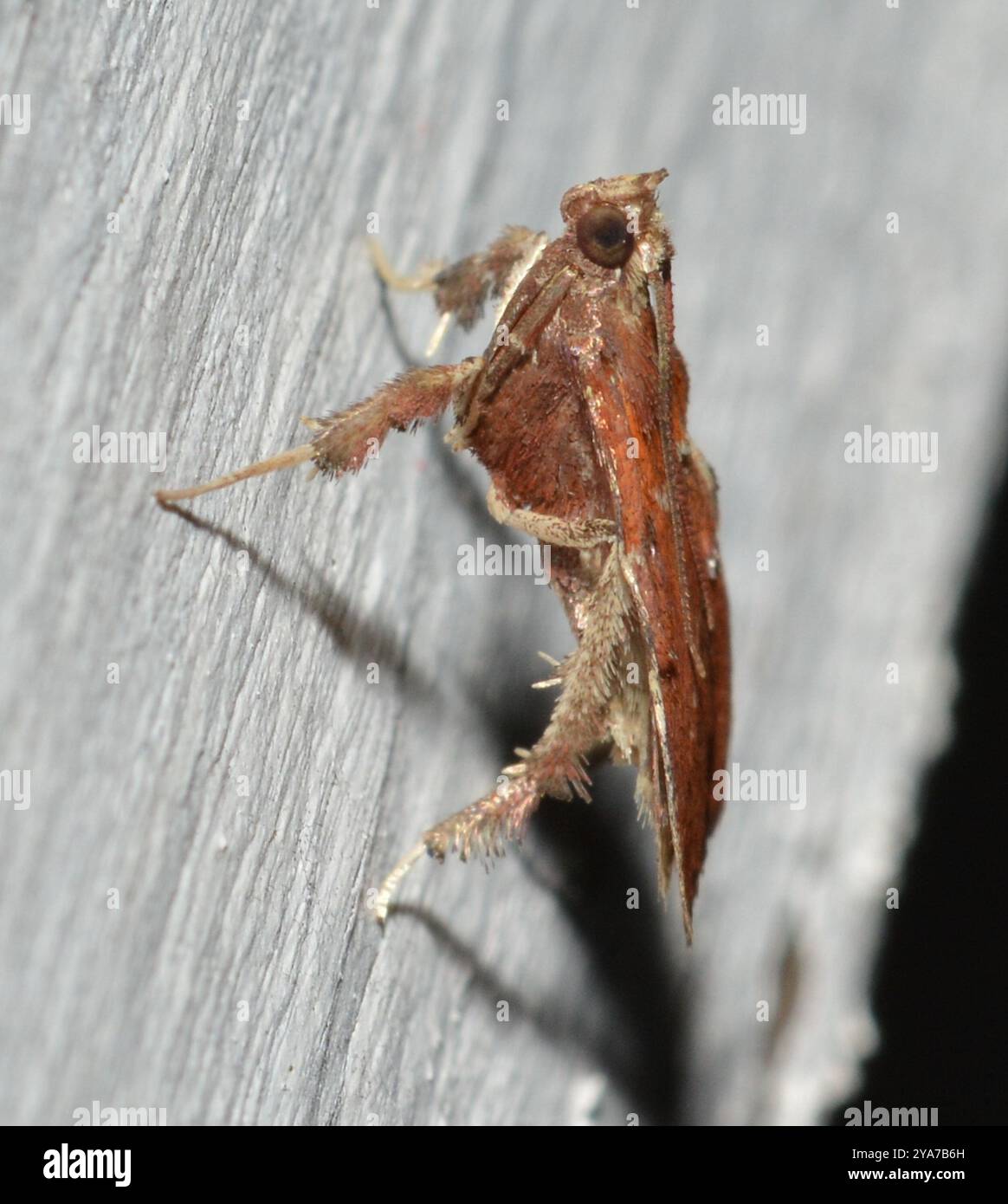 Boxwood Leaftier Moth (Galasa nigrinodis) Insecta Stock Photo - Alamy