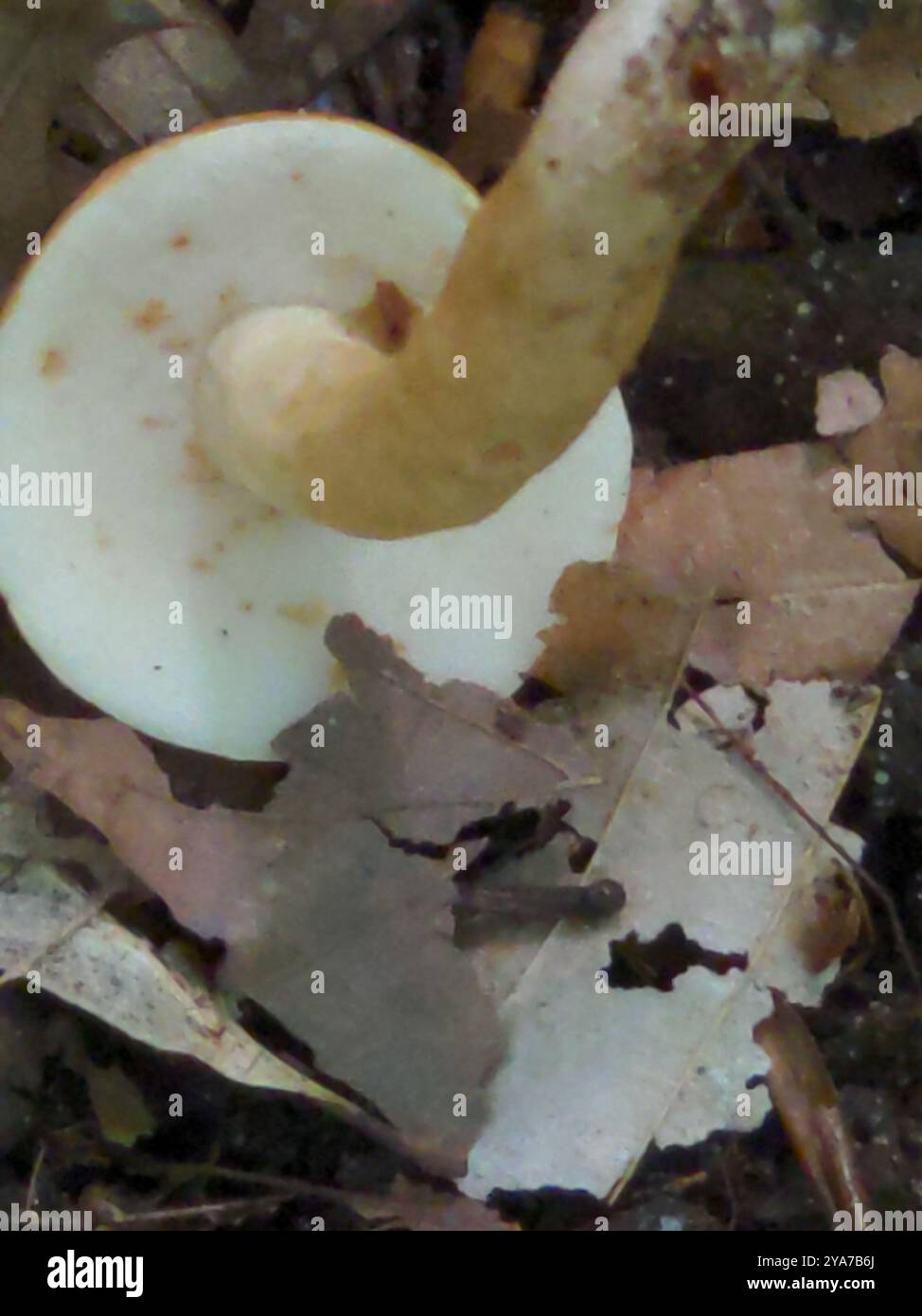 Chestnut Bolete (Gyroporus castaneus) Fungi Stock Photo - Alamy