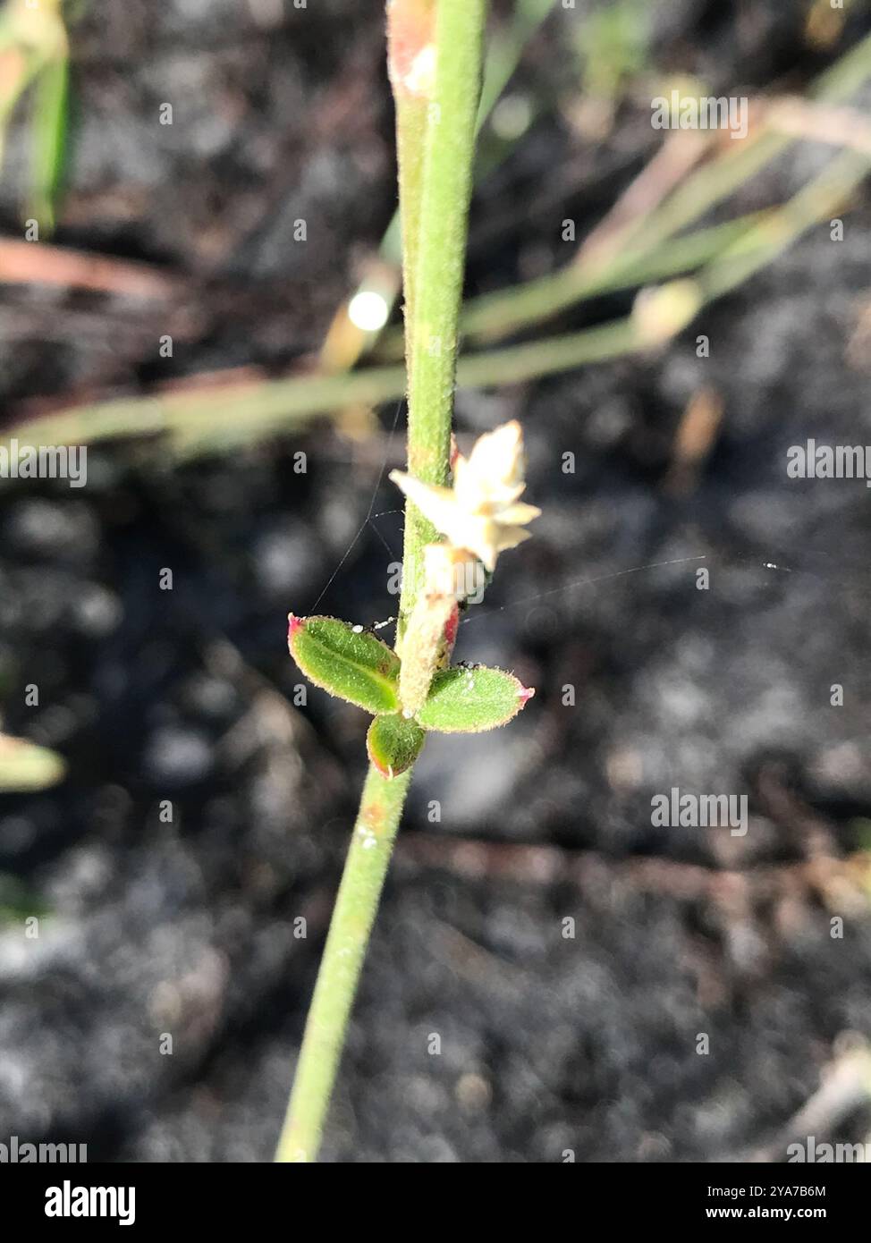 Plains Snakecotton (Froelichia floridana) Plantae Stock Photo - Alamy