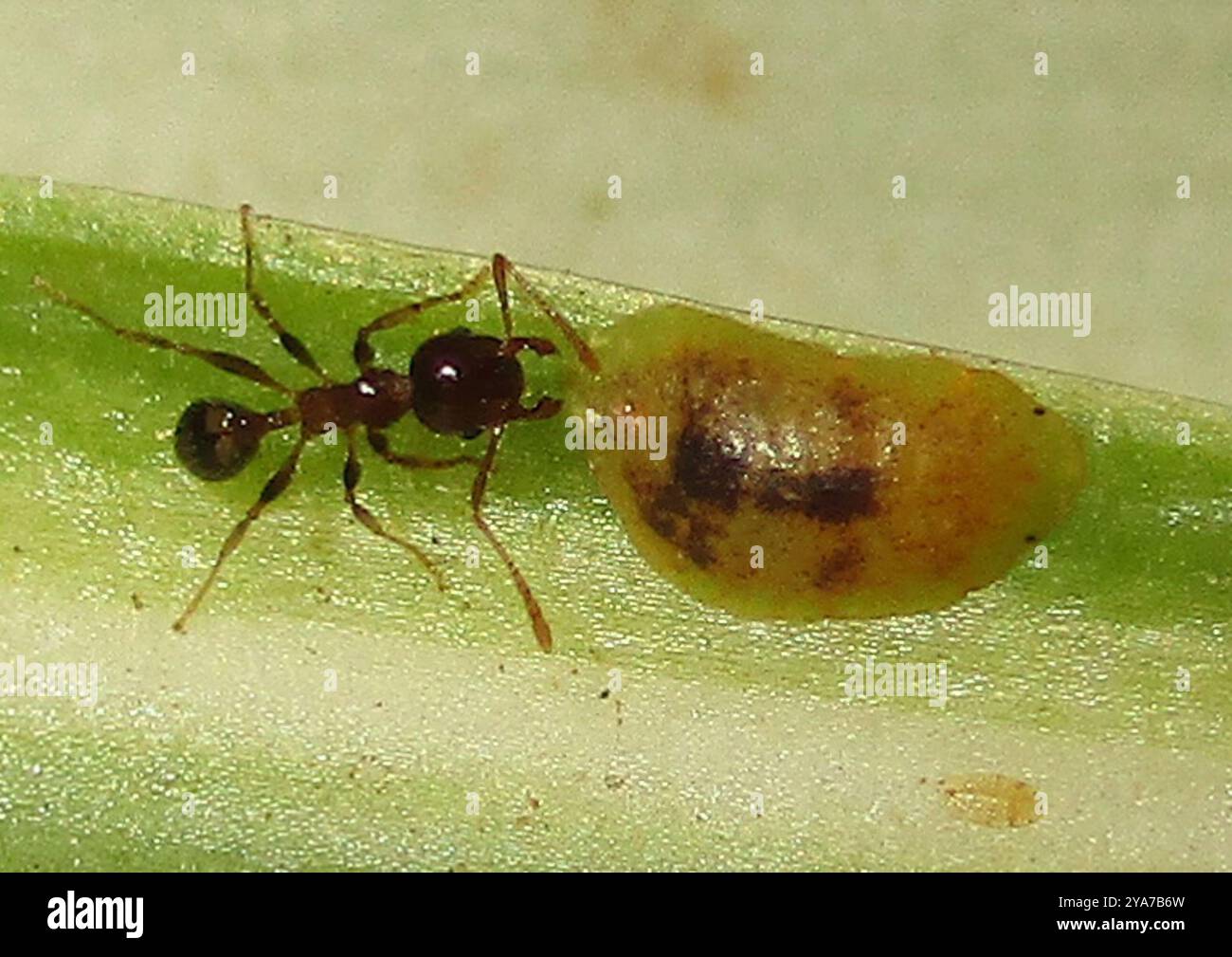 Big-headed Ants (Pheidole) Insecta Stock Photo - Alamy