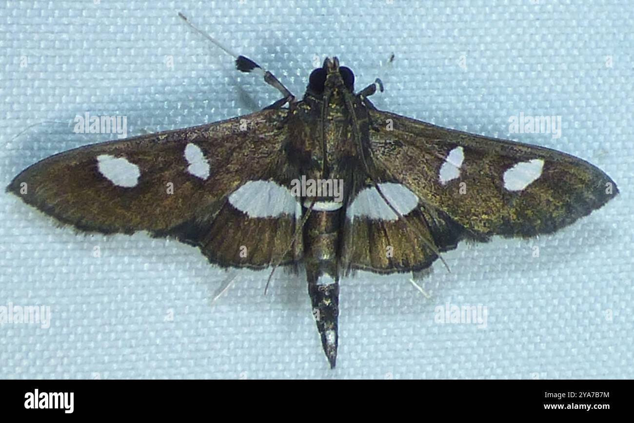 Grape Leaffolder Moth (Desmia funeralis) Insecta Stock Photo - Alamy