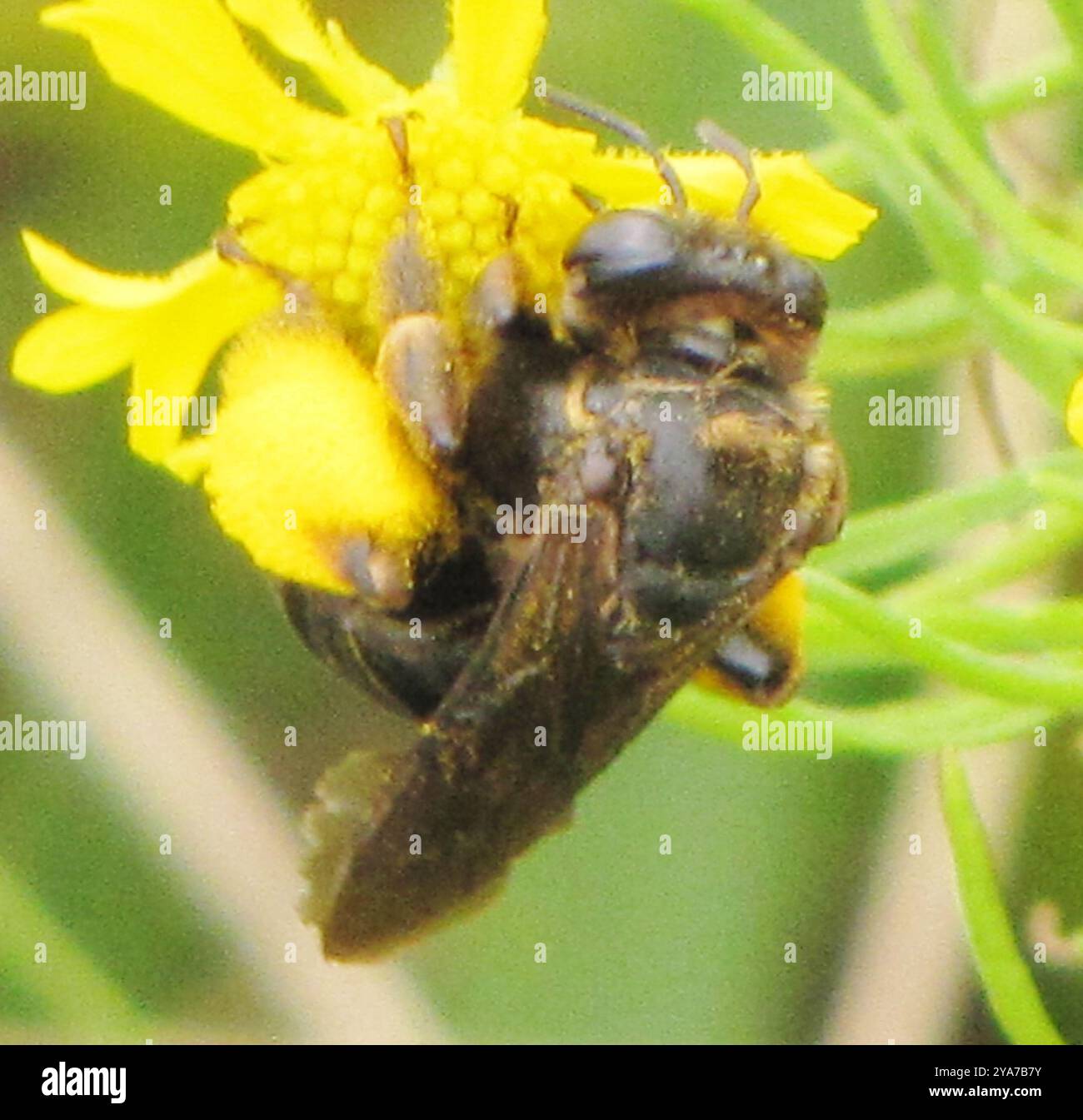 Atlantic Oblique Longhorn (Svastra obliqua caliginosa) Insecta Stock ...
