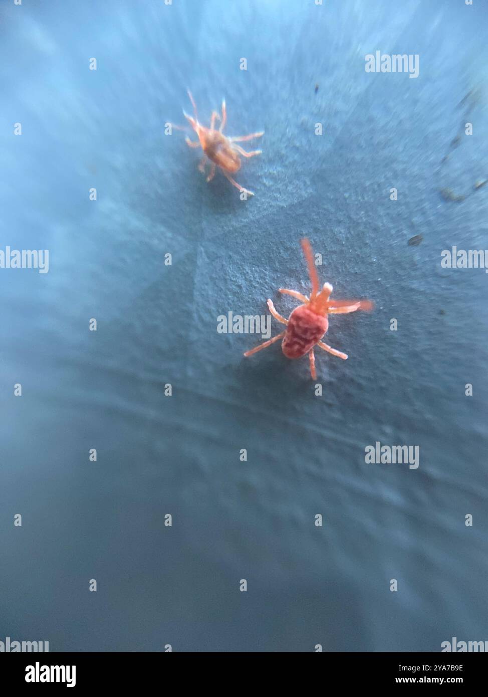 Sumo Mites (Allothrombium) Arachnida Stock Photo - Alamy