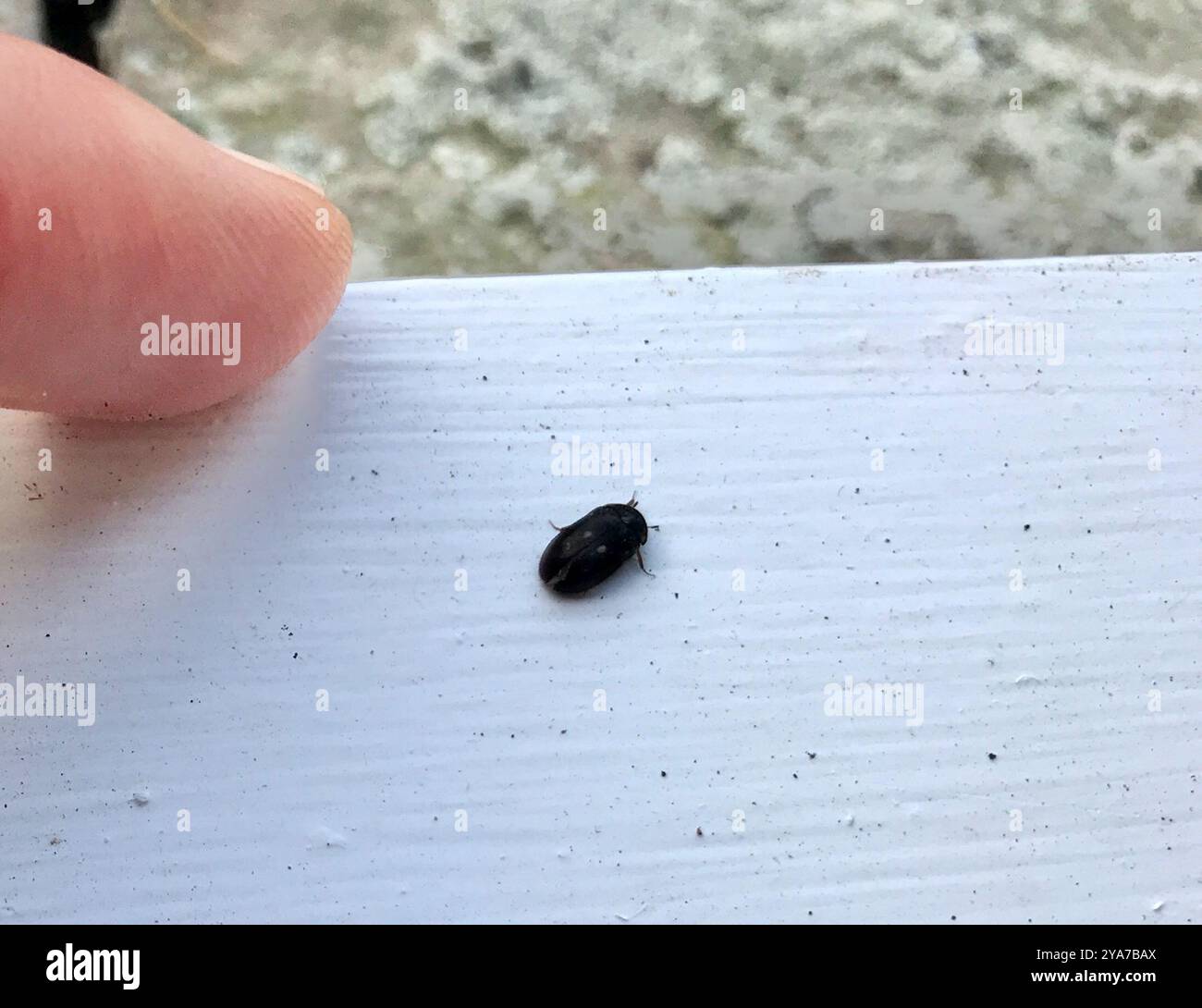 Two-spotted Carpet-beetle (Attagenus pellio) Insecta Stock Photo - Alamy