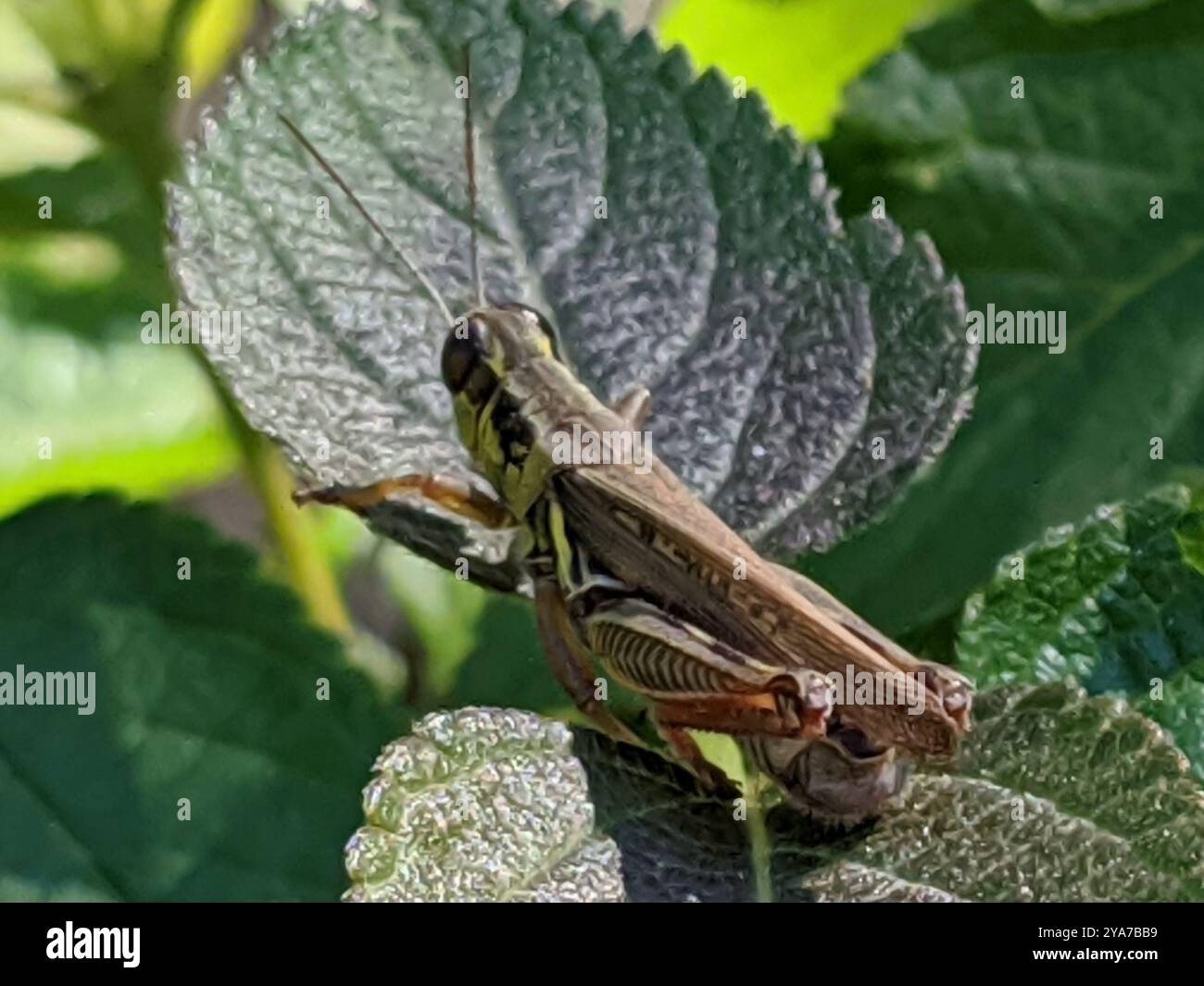 Red-legged Grasshopper (Melanoplus femurrubrum) Insecta Stock Photo - Alamy