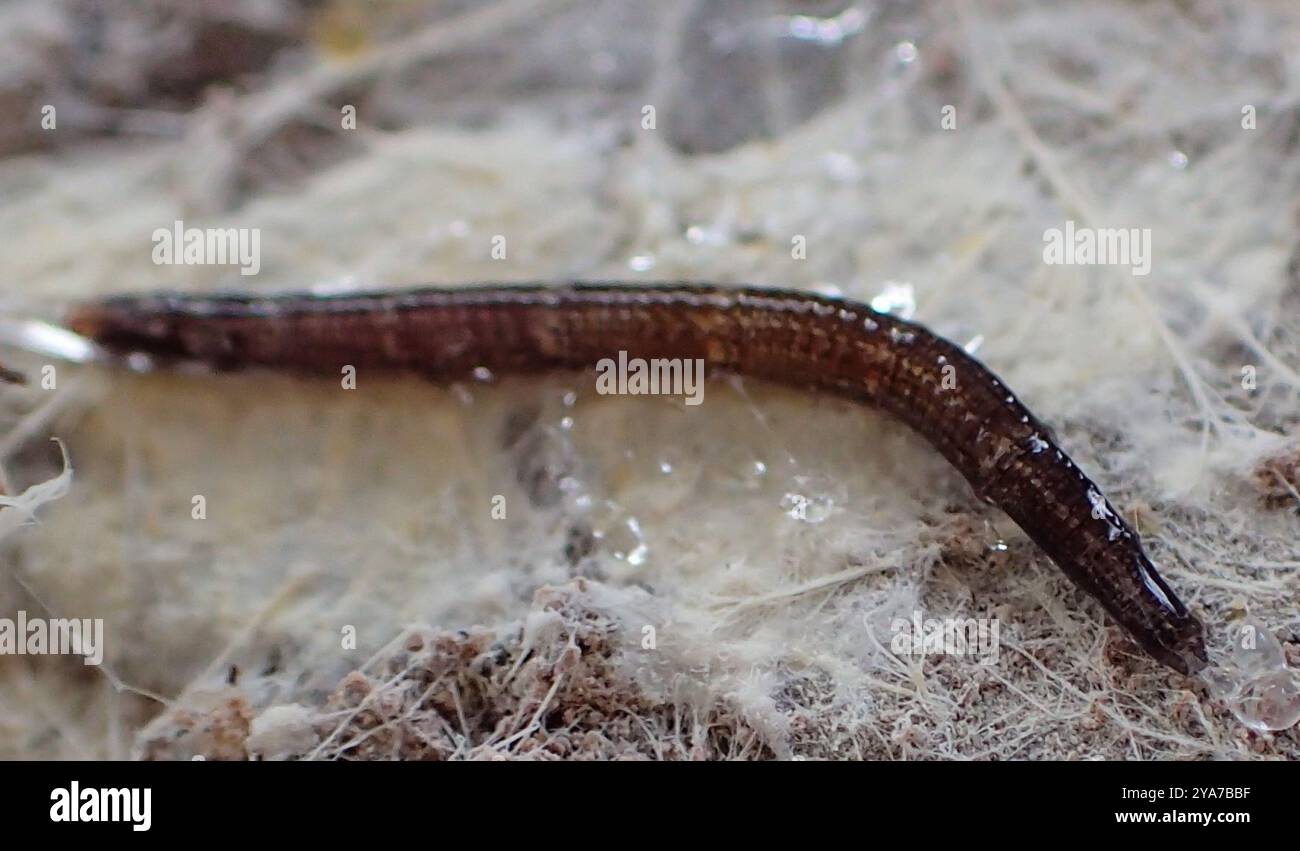 Predatory Fungus Gnats (Keroplatidae) Insecta Stock Photo - Alamy