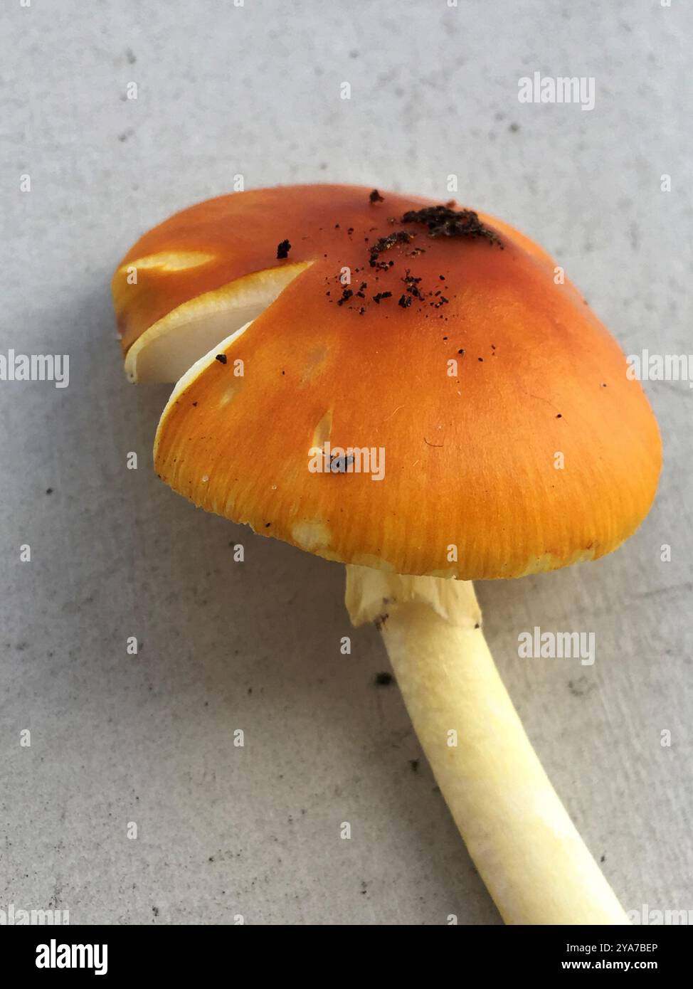 Peck's Yellow Dust Amanita (Amanita elongata) Fungi Stock Photo - Alamy