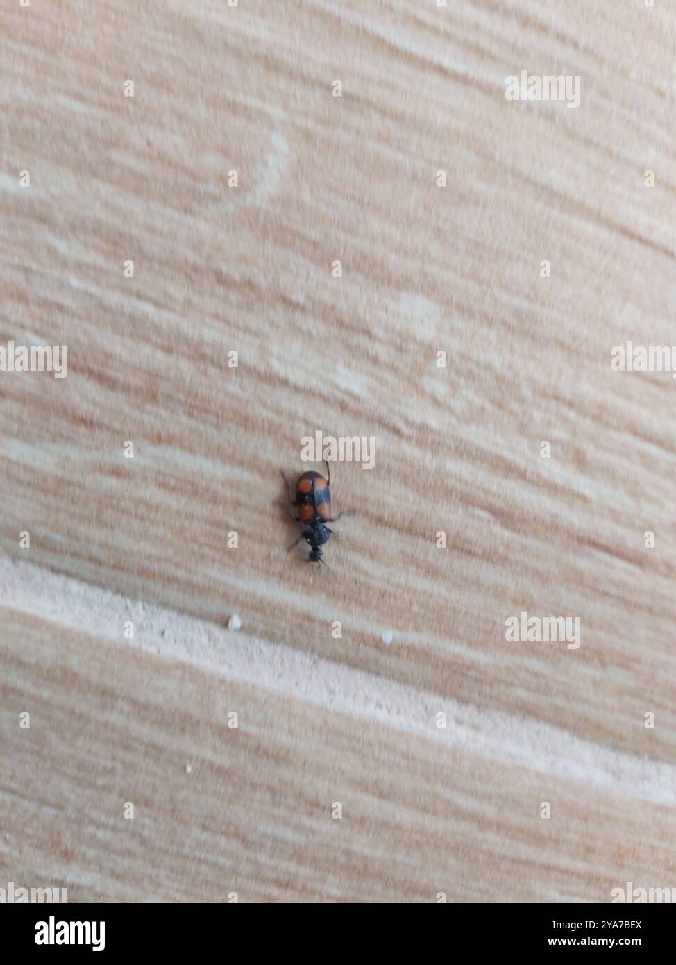 Panagaeus hi-res stock photography and images - Alamy