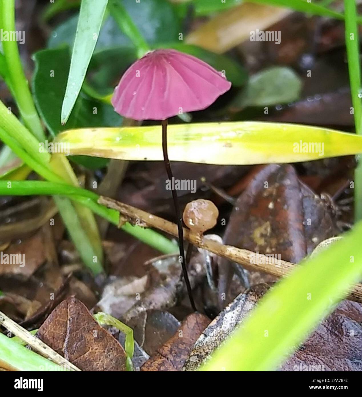 Haematocephalus hi-res stock photography and images - Alamy