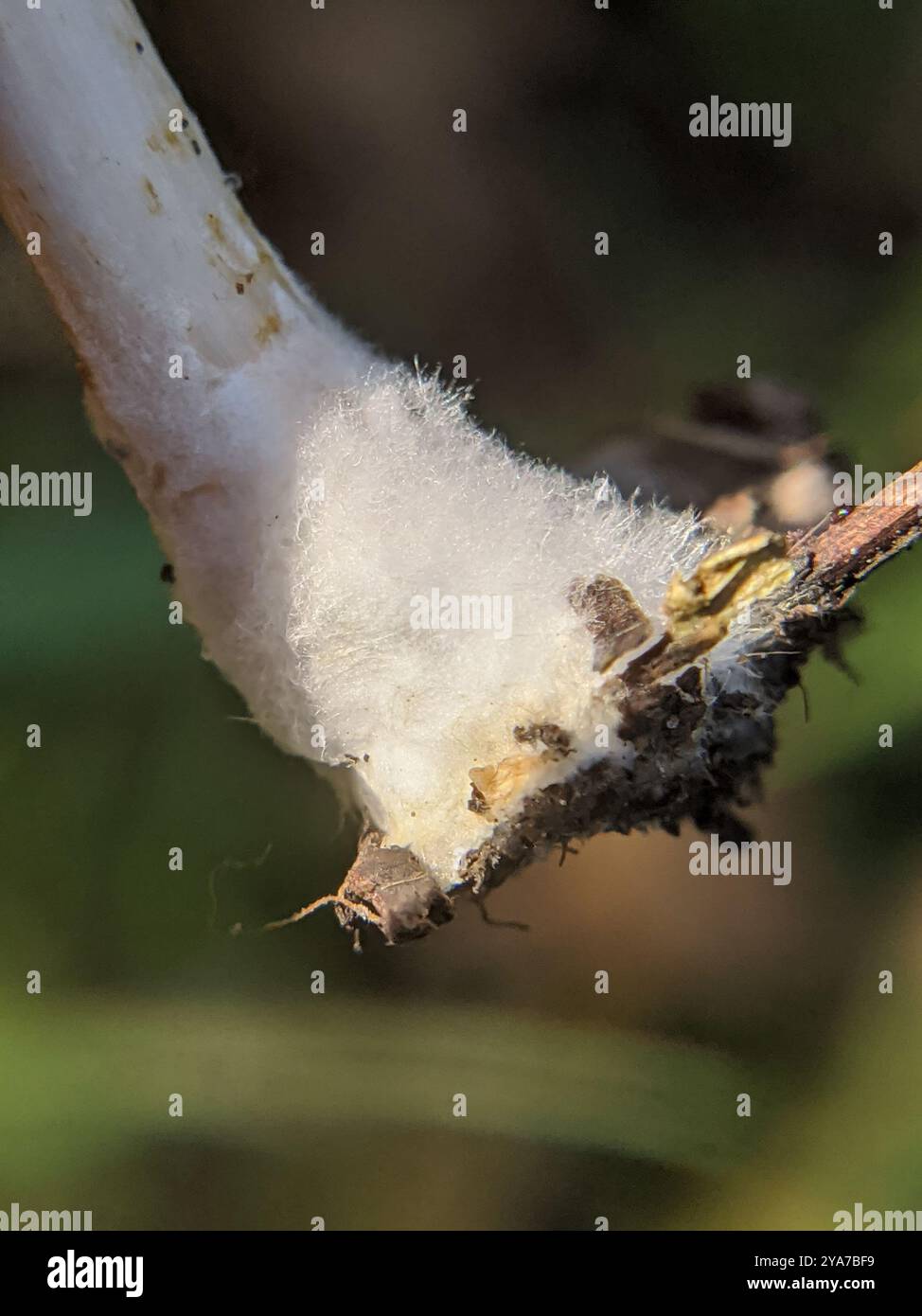 Brittlestems and Allies (Psathyrellaceae) Fungi Stock Photo - Alamy