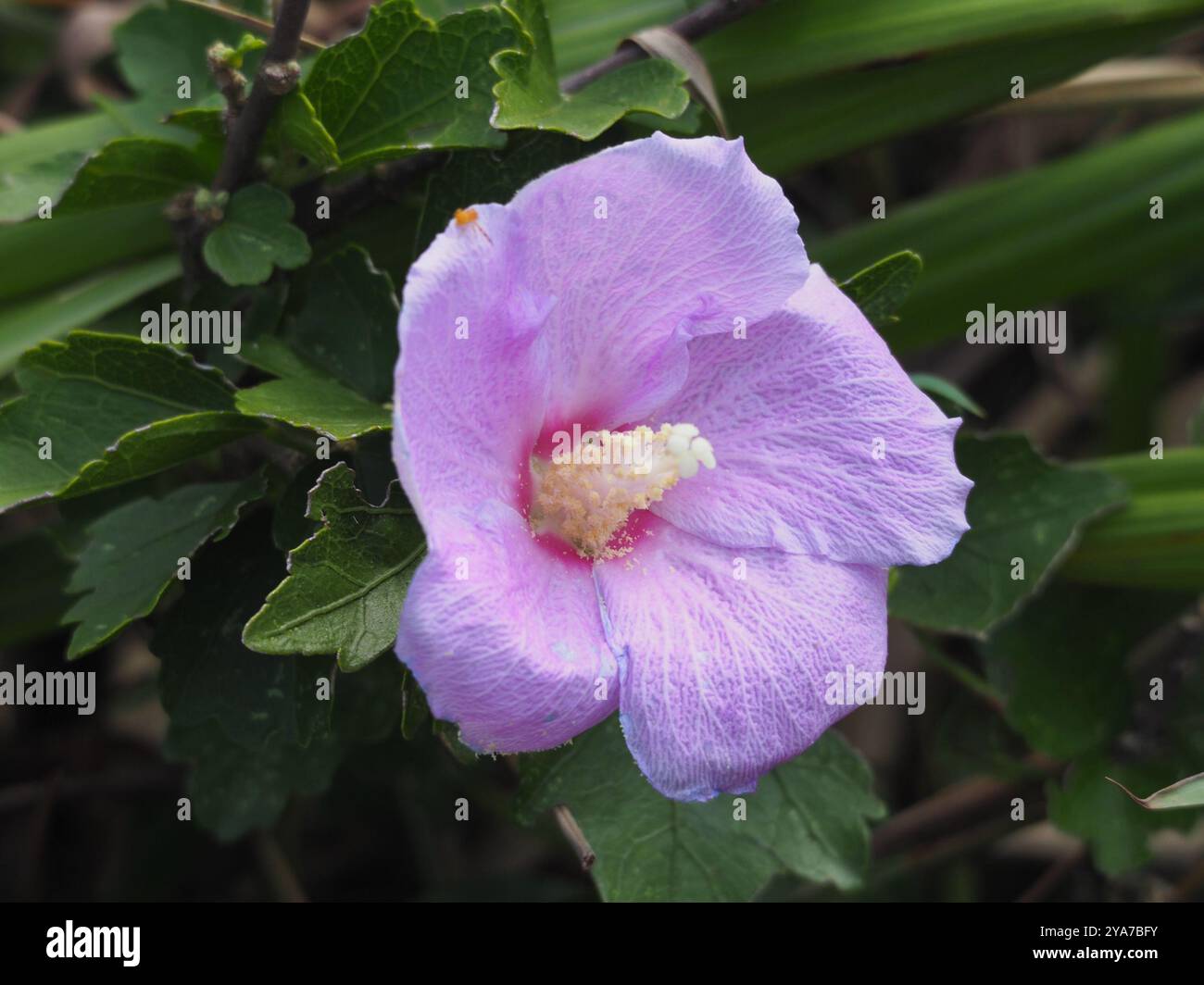 common hibiscus (Hibiscus syriacus) Plantae Stock Photo - Alamy