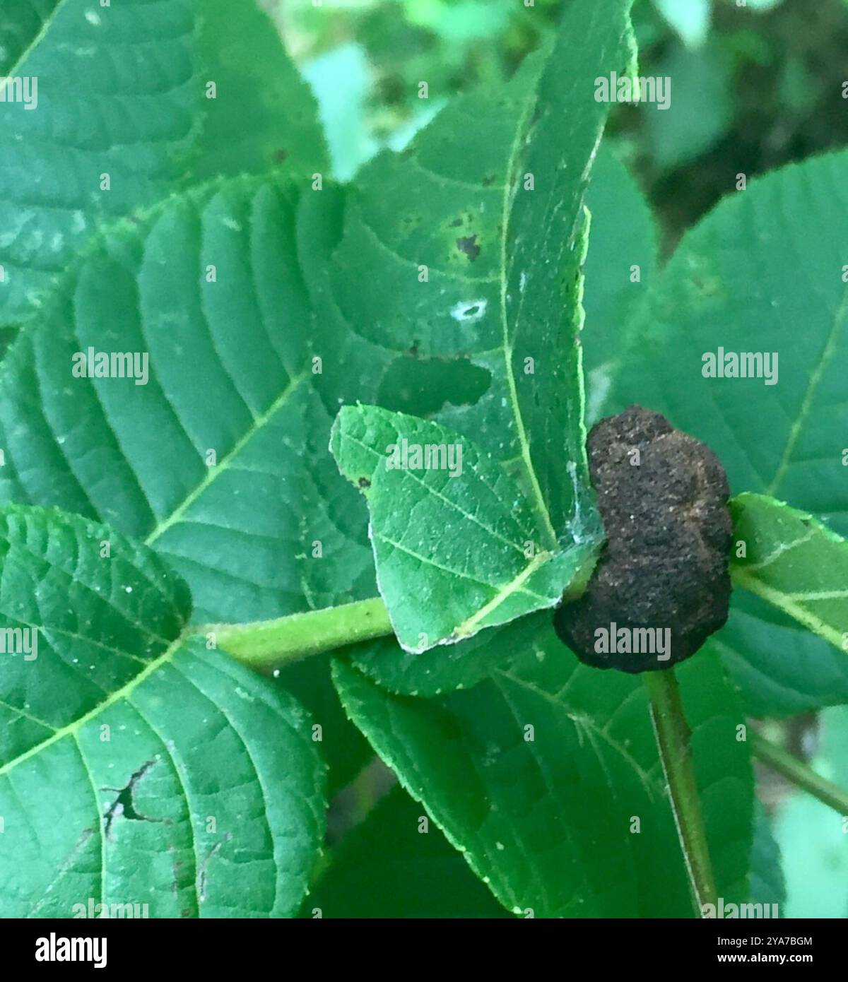 Black Walnut Petiole Gall Mite (Aceria caulis) Arachnida Stock Photo ...