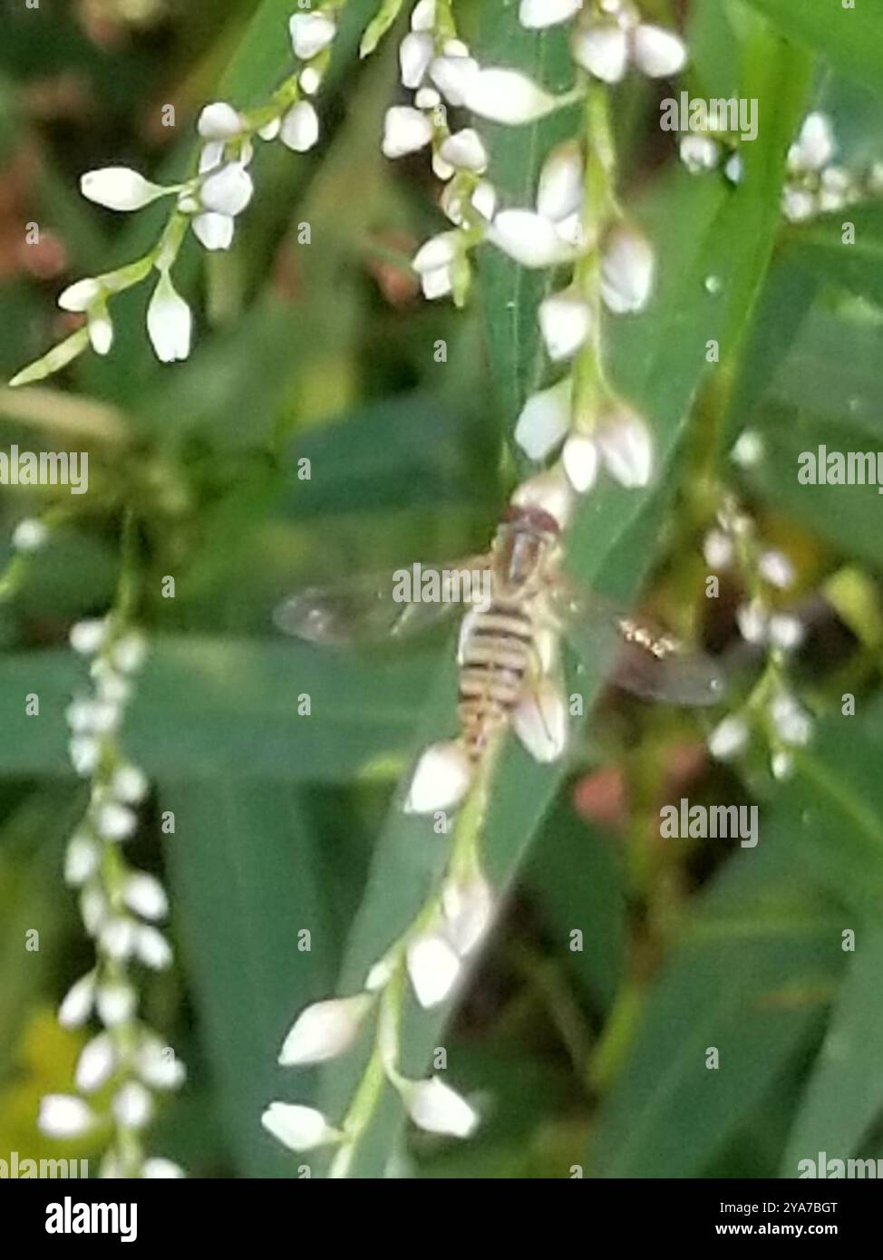 Maize Calligrapher (Toxomerus politus) Insecta Stock Photo - Alamy