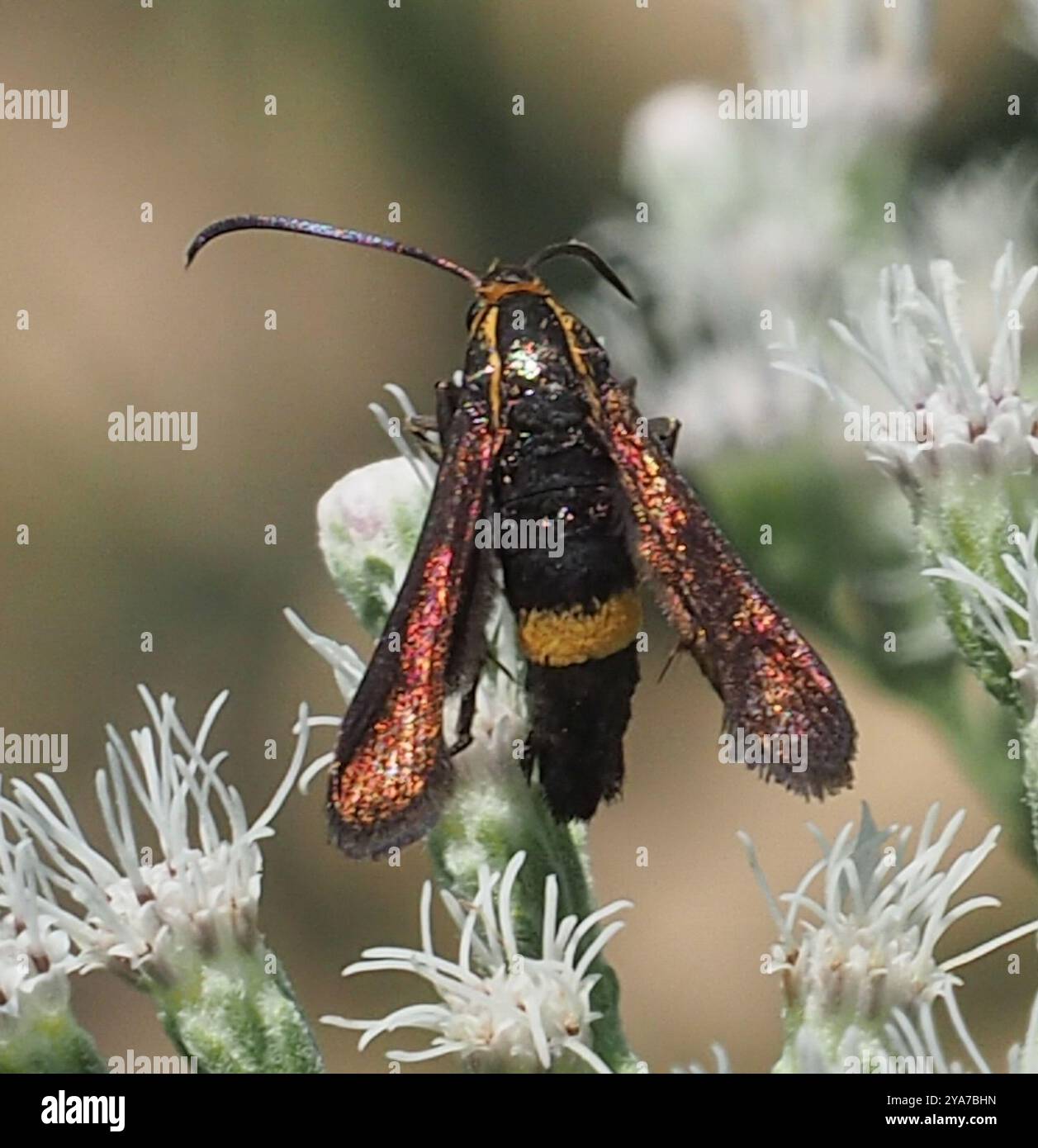 Boneset Borer Moth (Carmenta pyralidiformis) Insecta Stock Photo - Alamy