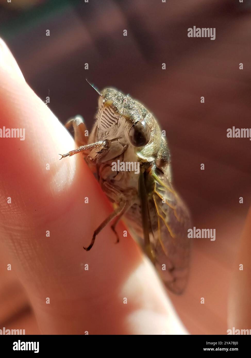 Davis's Southeastern Dog-day Cicada (Neotibicen davisi) Insecta Stock ...