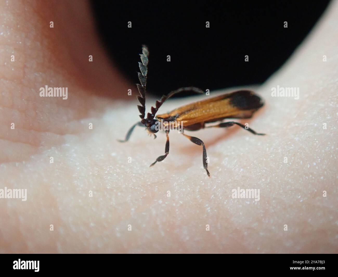 Net-winged Beetles (Lycidae) Insecta Stock Photo - Alamy