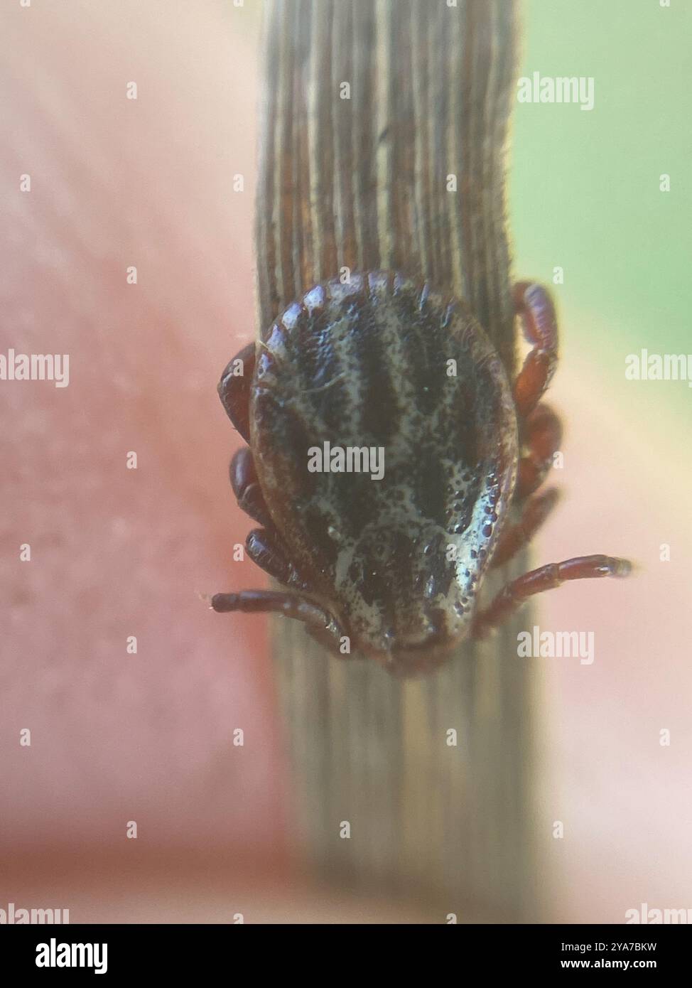 Ornate Cow Tick (Dermacentor reticulatus) Arachnida Stock Photo - Alamy