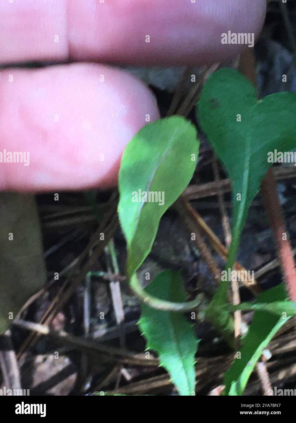 lion's foot rattlesnake root (Nabalus serpentarius) Plantae Stock Photo ...