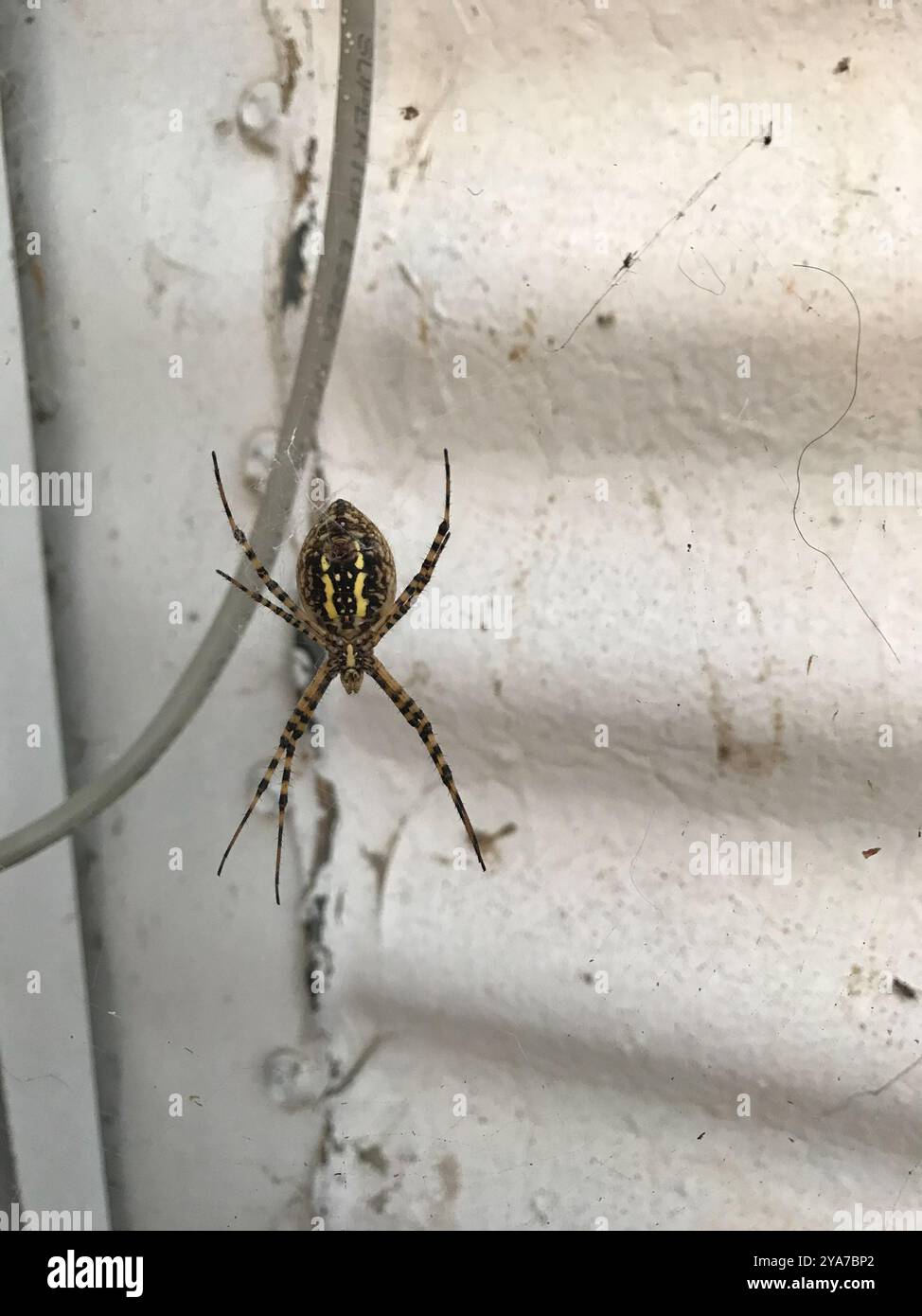 Banded Garden Spider (Argiope trifasciata) Arachnida Stock Photo - Alamy