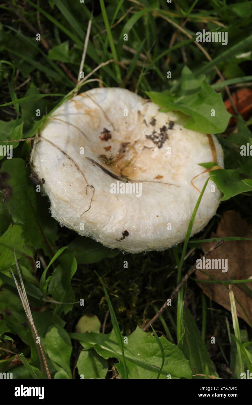 Downy milk cap (Lactarius pubescens) Fungi Stock Photo - Alamy