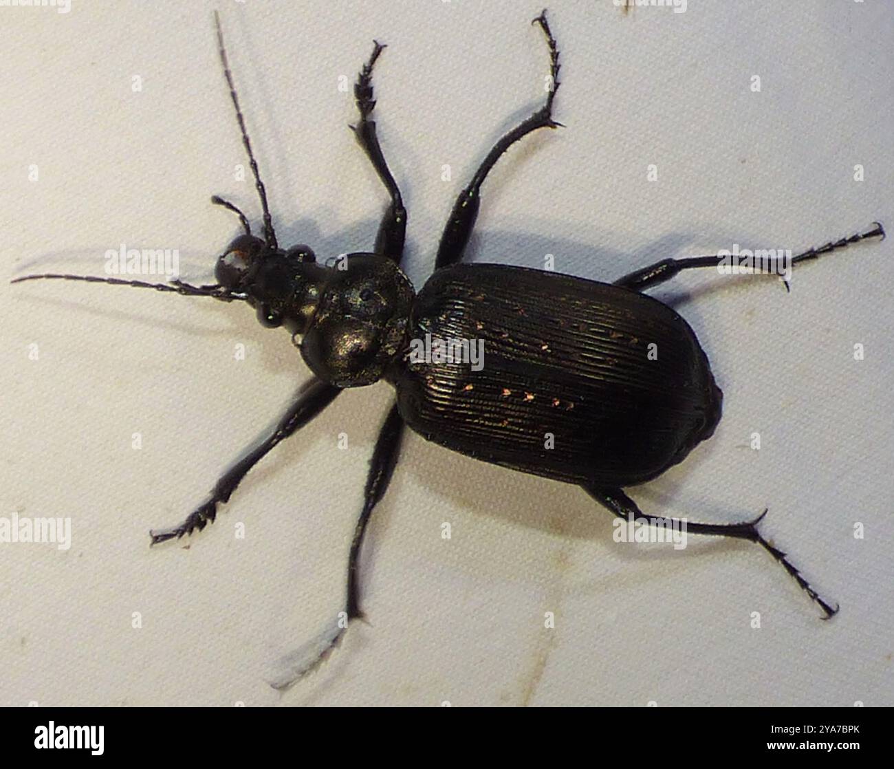 Black Caterpillar Hunter (Calosoma sayi) Insecta Stock Photo - Alamy
