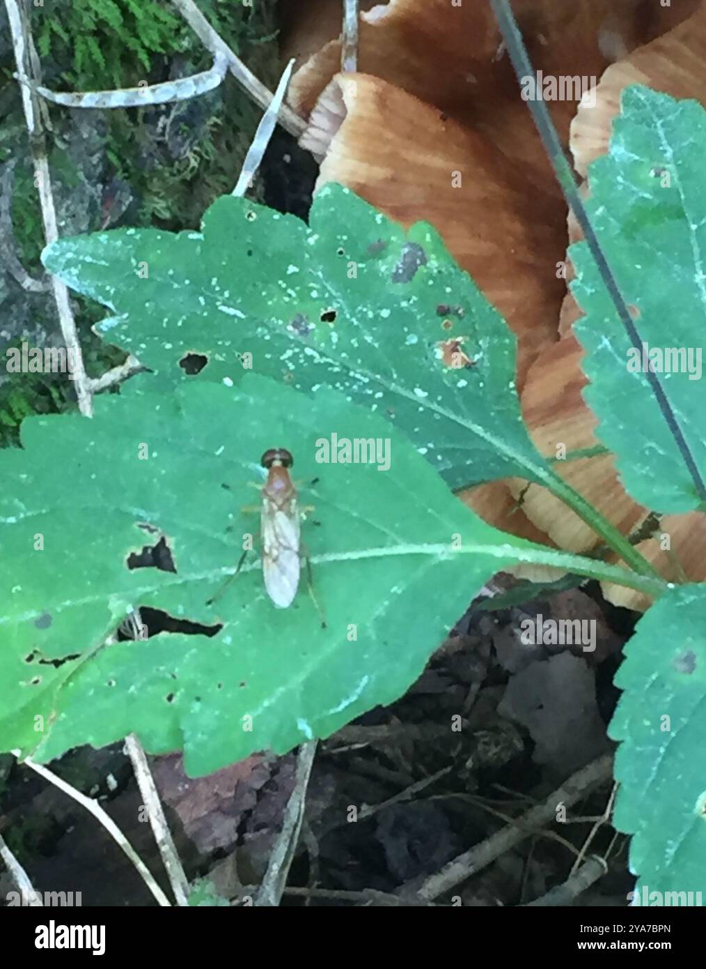 Compost Fly (Ptecticus trivittatus) Insecta Stock Photo - Alamy