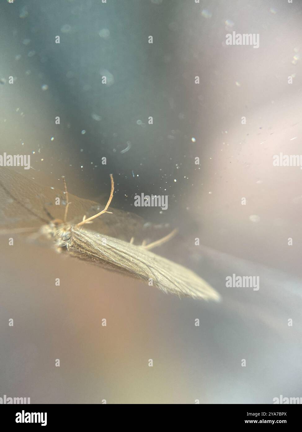Net Tube Caddisflies (Psychomyiidae) Insecta Stock Photo - Alamy