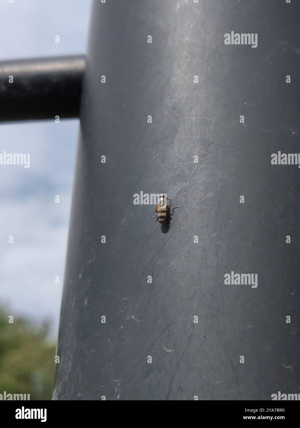 Banded-wing Flies (Chaetopsis) Insecta Stock Photo - Alamy