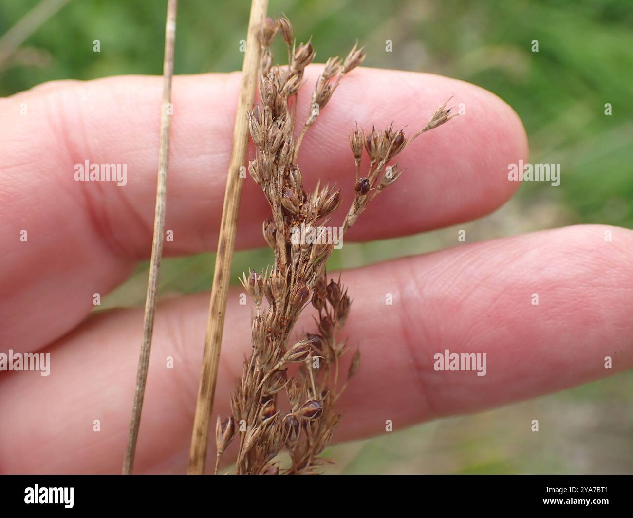 Hard Rush (Juncus inflexus) Plantae Stock Photo - Alamy