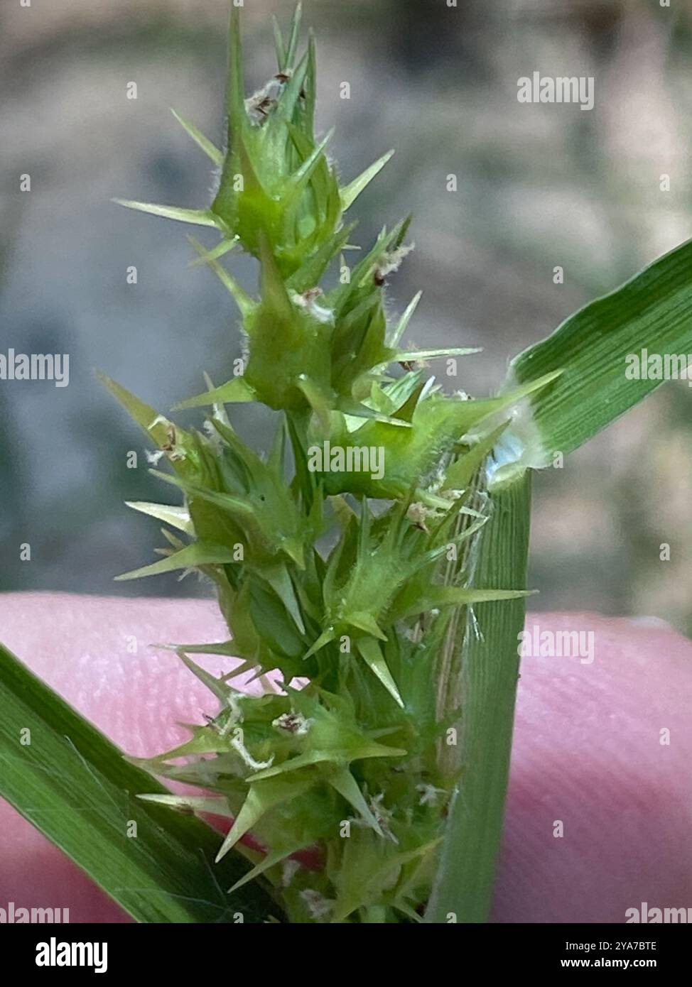 mat sandbur (Cenchrus longispinus) Plantae Stock Photo - Alamy