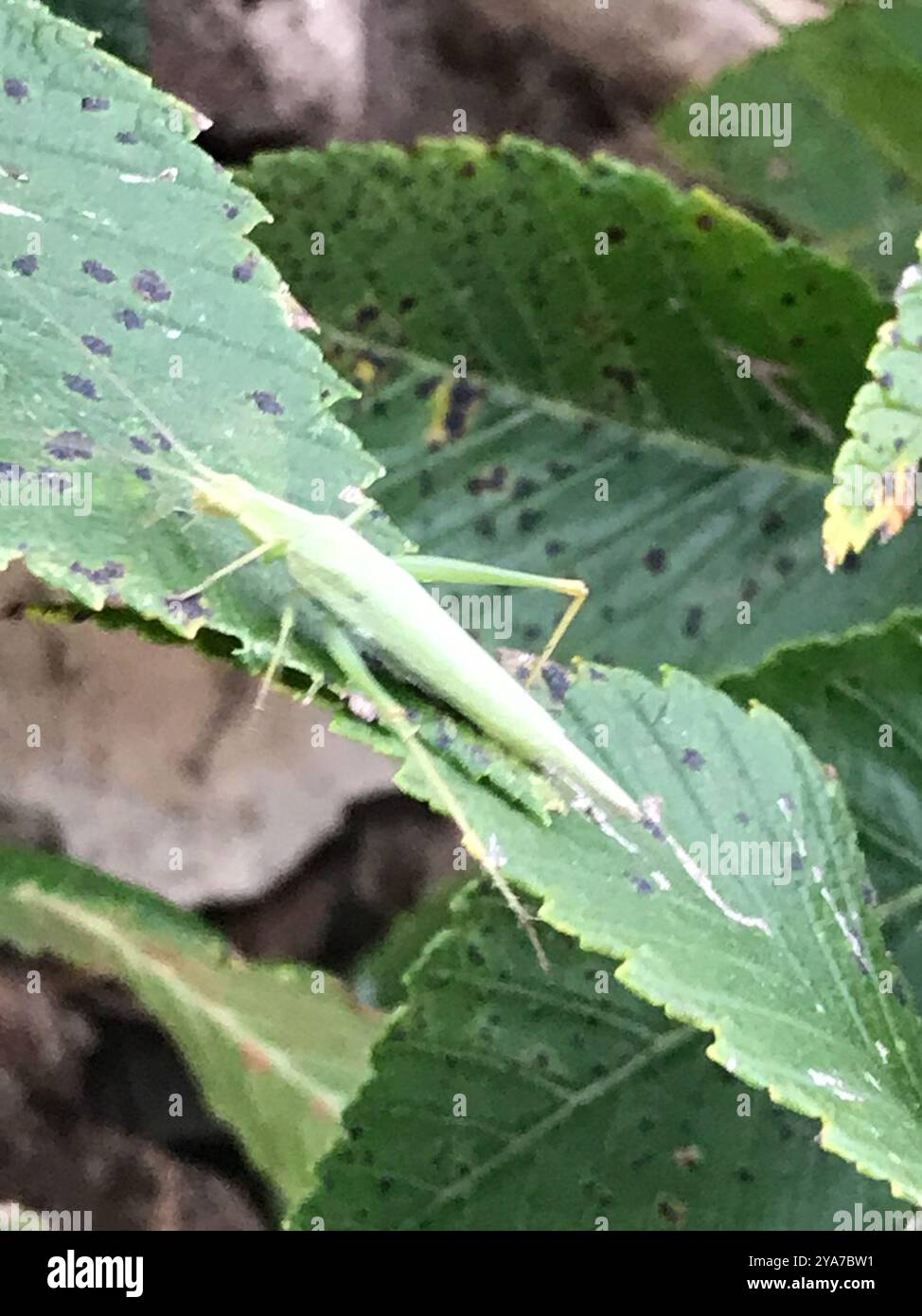 Katydids, Crickets, and Allies (Ensifera) Insecta Stock Photo - Alamy